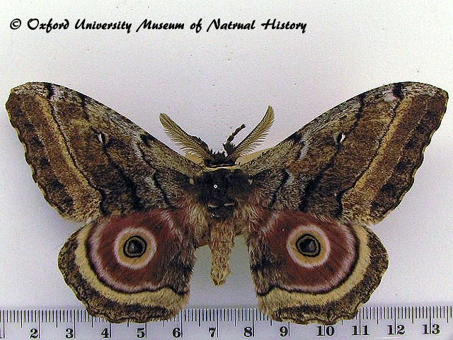 Gynanisa maja African Moths