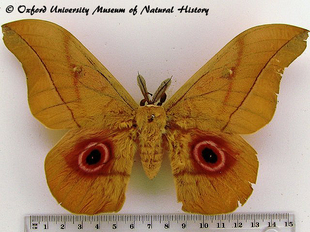 Lobobunaea angasana African Moths