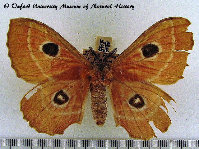 Melanocera sufferti African Moths