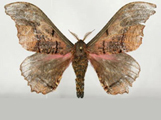 Micragone agathylla African Moths