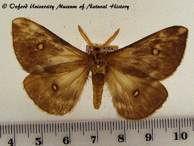 Parusta thelxinoe African Moths