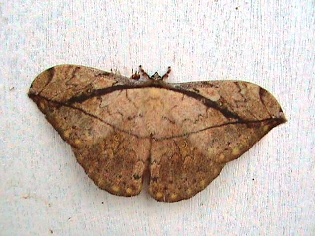 Pselaphelia aurata African Moths