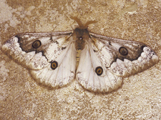 Usta terpsichore African Moths