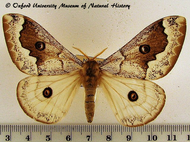 Usta terpsichore African Moths