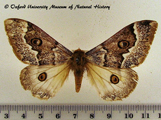 Usta terpsichore African Moths