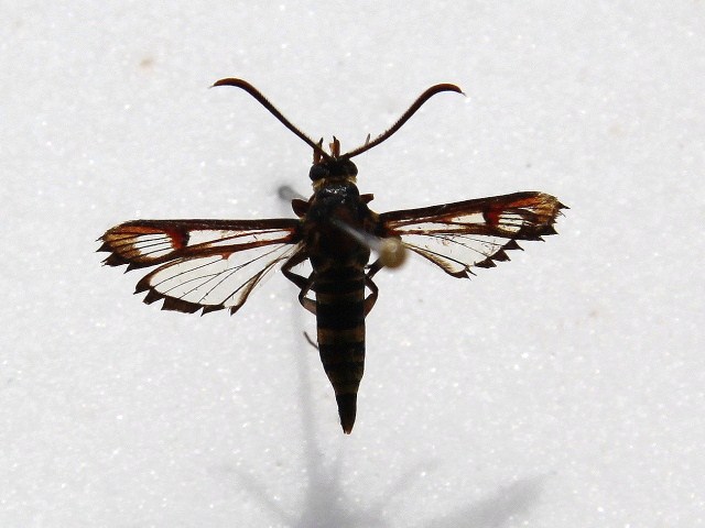Synanthedon nr pyrostoma African Moths Home Page