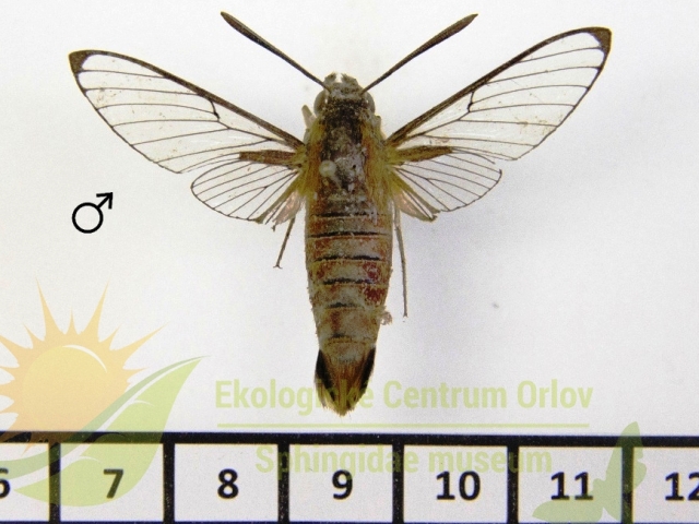 Cephonodes rufescens African Moths