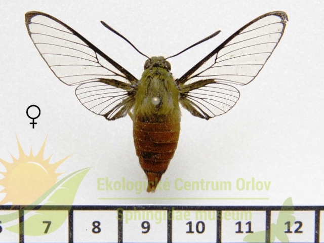 Cephonodes trochilus African Moths