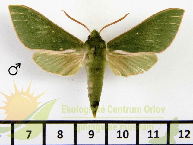 Chaerocina ellisoni African Moths