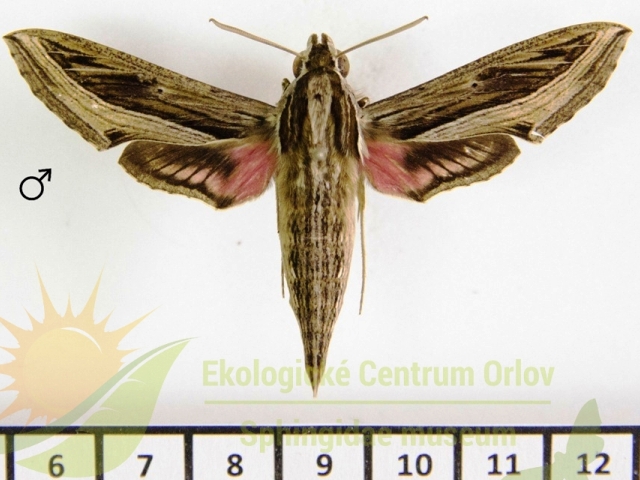 Hippotion aporodes African Moths