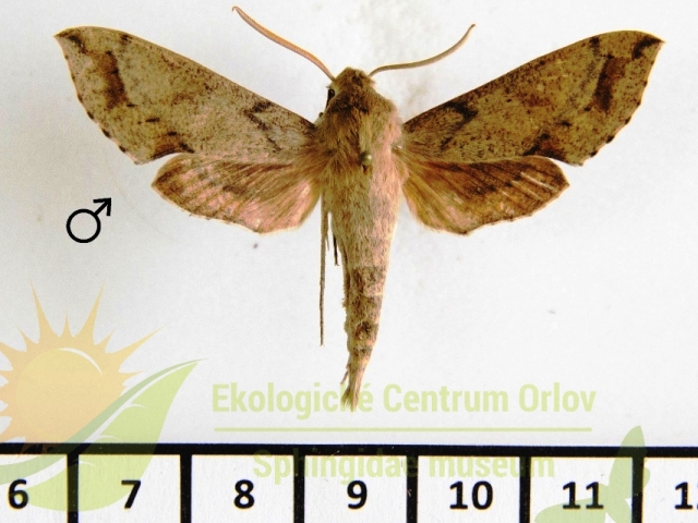 Hippotion rebeli African Moths