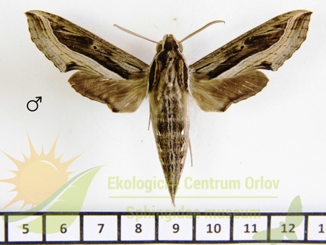 Hippotion velox African Moths