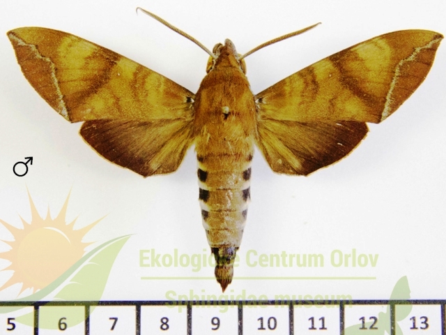 Nephele leighi African Moths