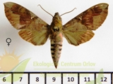 Nephele vua African Moths