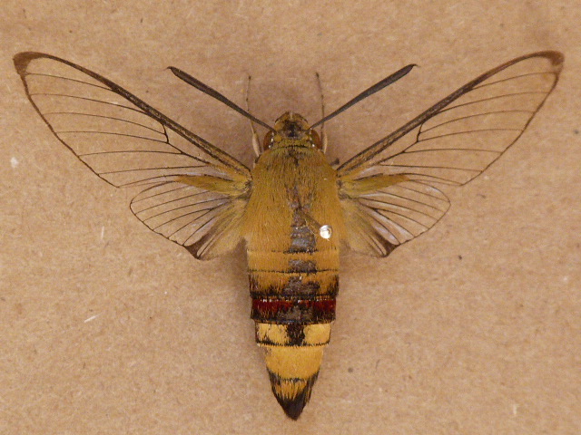 Cephonodes hylas African Moths