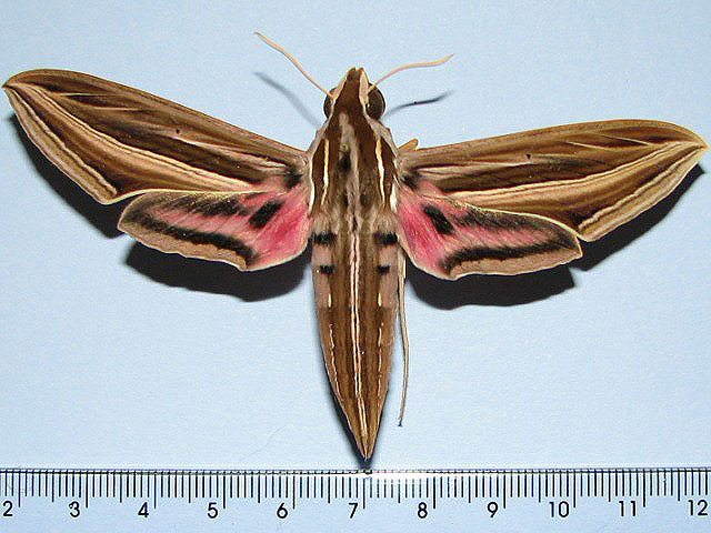 Hippotion osiris African Moths