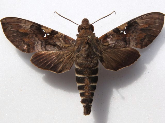 Nephele accentifera African Moths