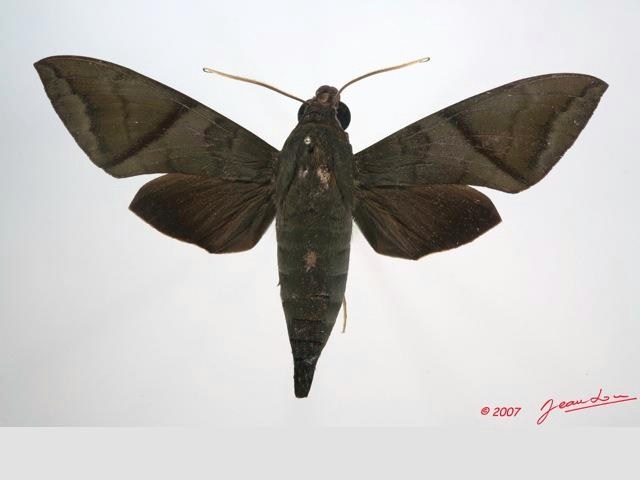 Nephele aequivalens African Moths