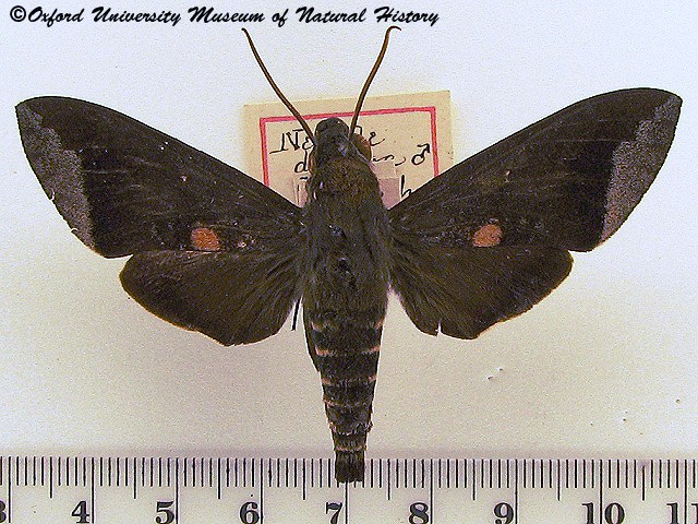 Nephele discifera African Moths