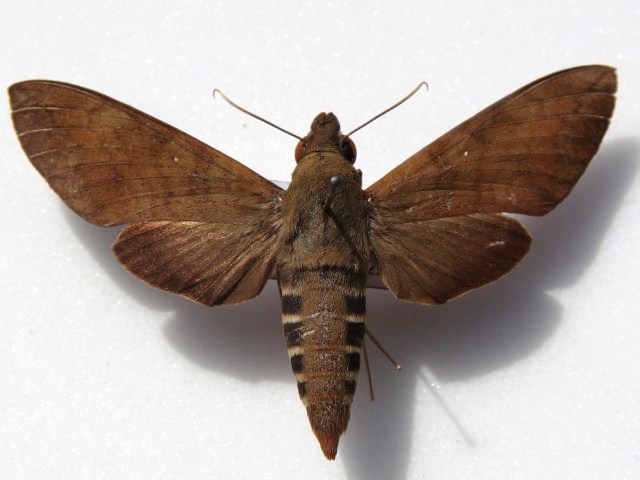 Nephele funebris African Moths