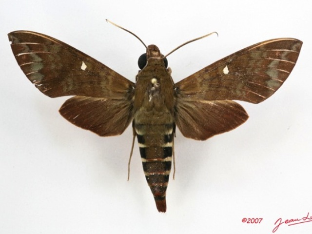 Nephele maculosa African Moths