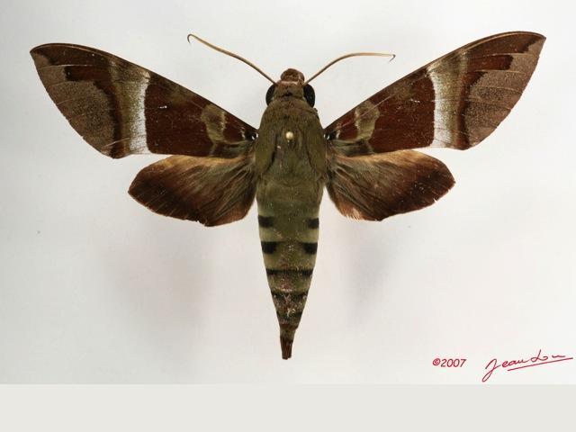 Nephele oenopion African Moths