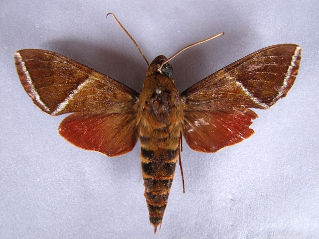 Nephele rectangulata African Moths