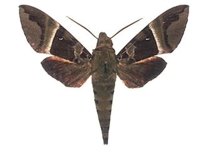 Nephele rosae African Moths