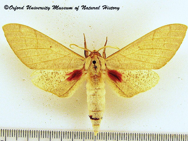 Neoclanis basalis African Moths