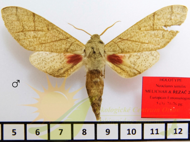 Neoclanis similis African Moths