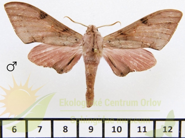 Polyptychus aurora African Moths