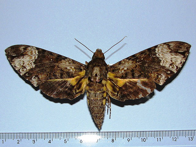 Coelonia fulvinotata African Moths