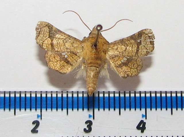 Dysodia binoculata African Moths